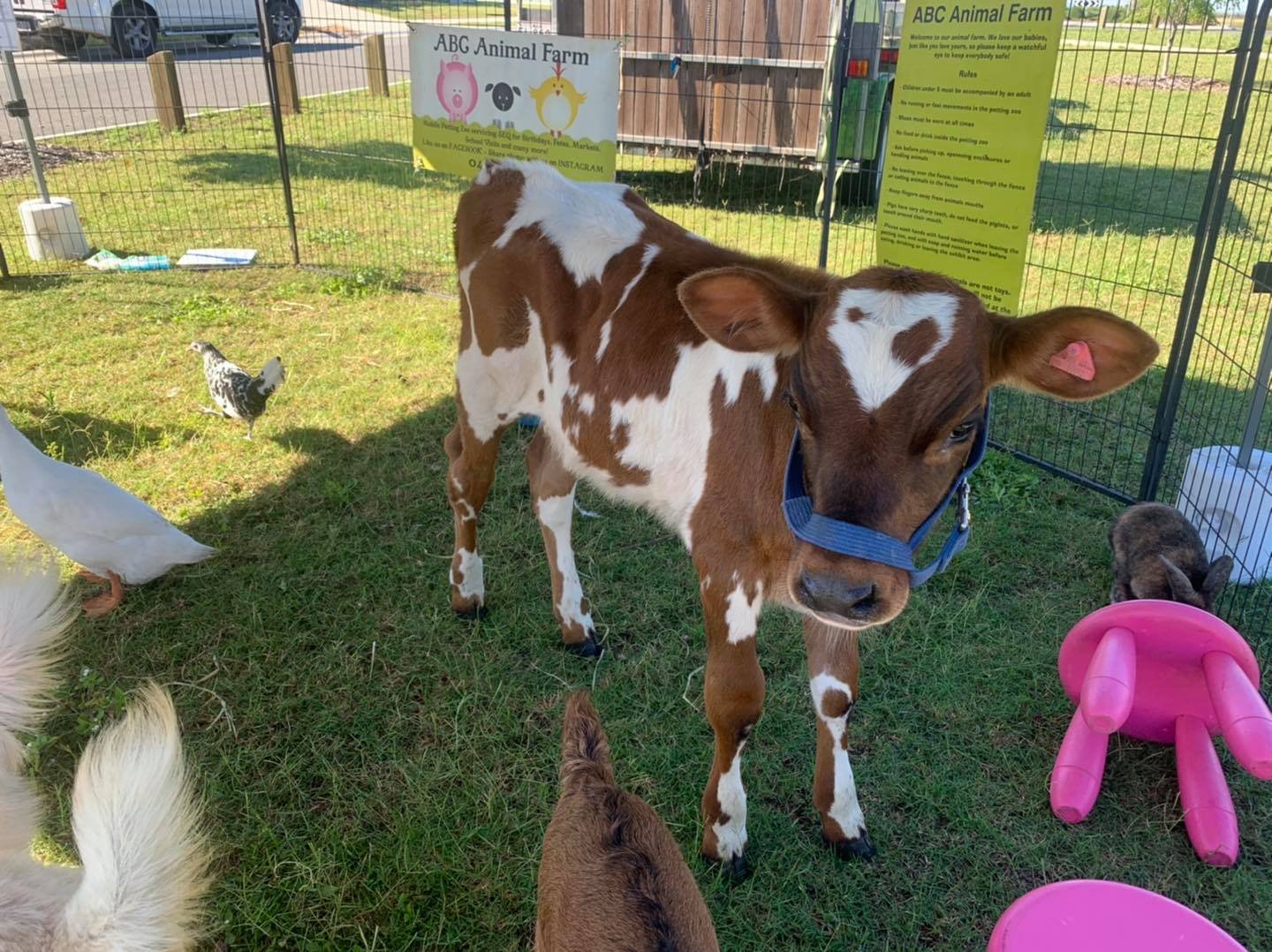 Services — ABC Animal Farm