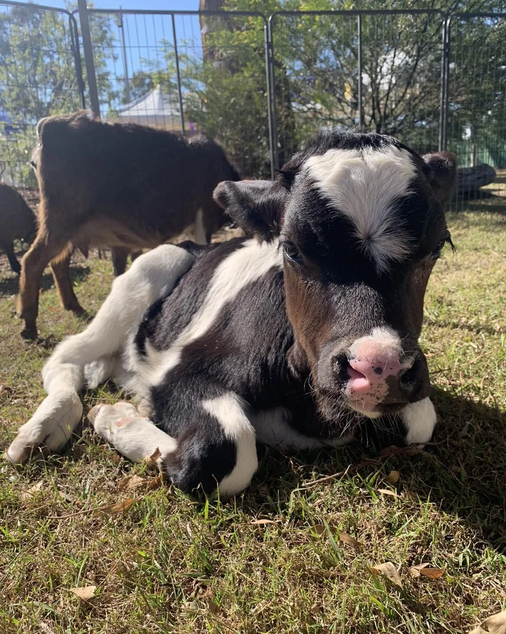 Services — ABC Animal Farm