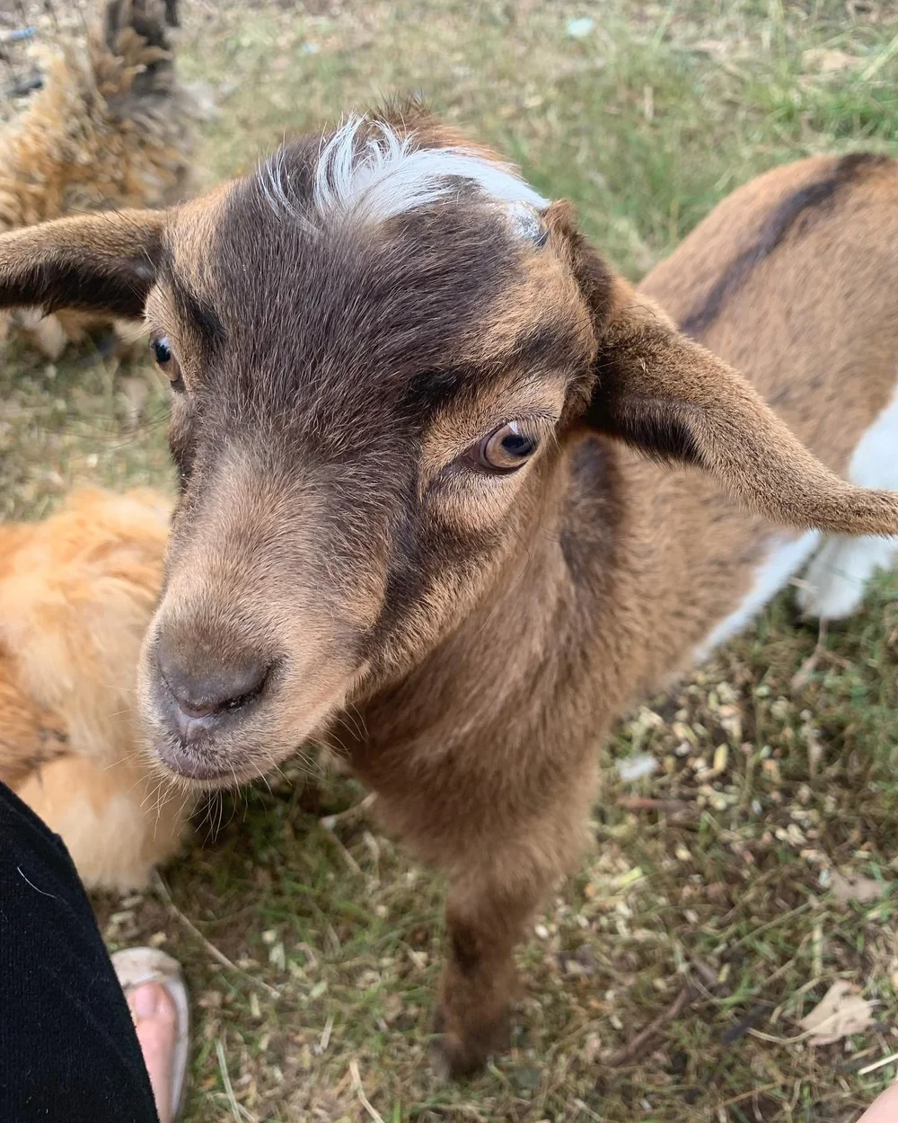 Services — ABC Animal Farm