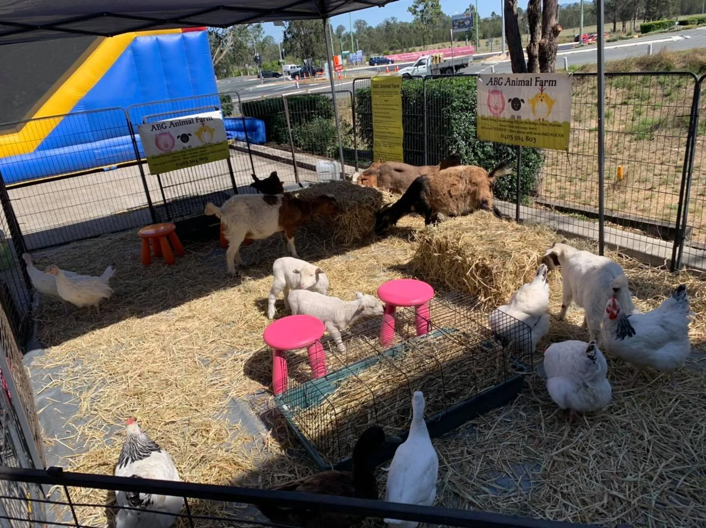 Petting Zoo — ABC Animal Farm