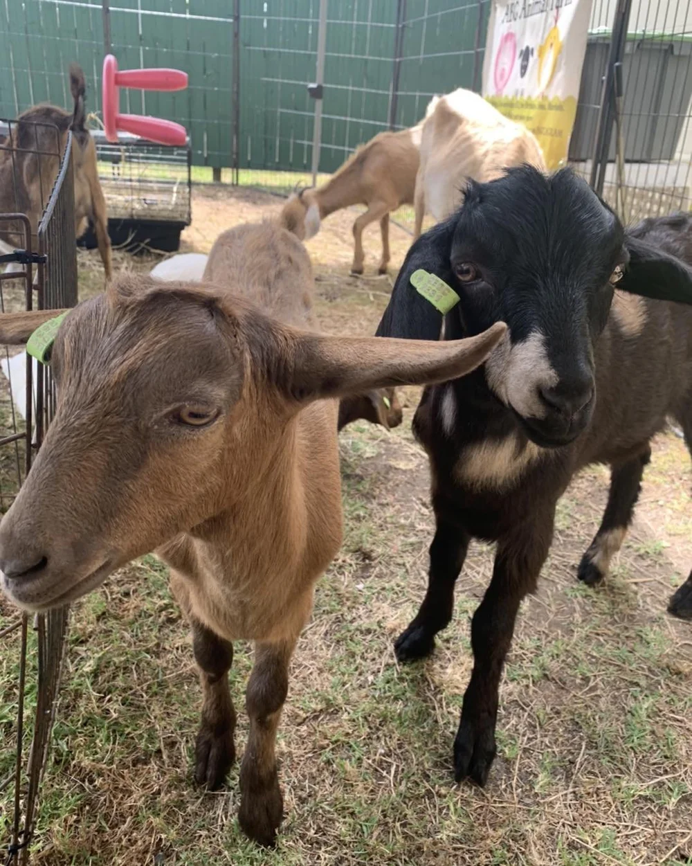 Services — ABC Animal Farm