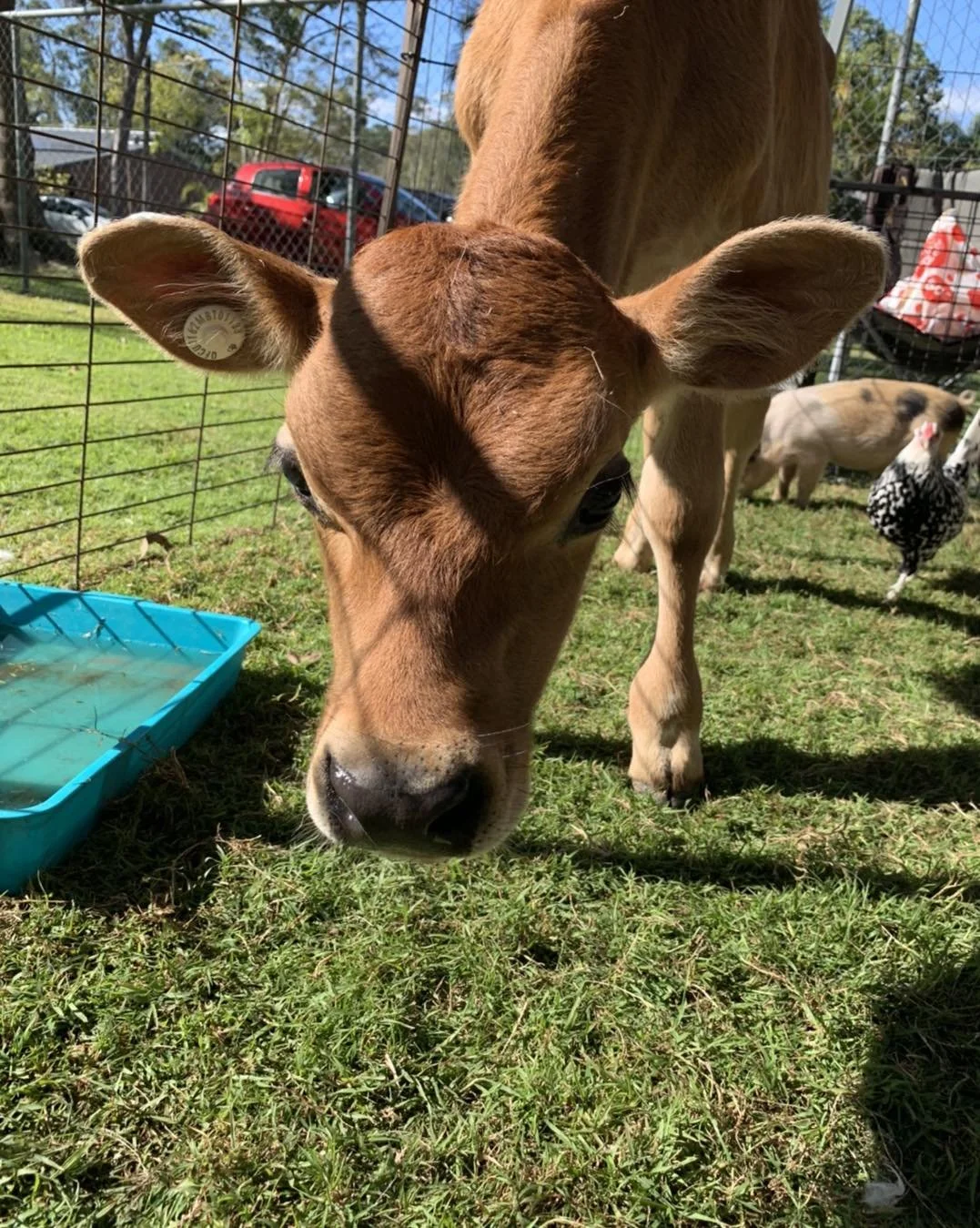 Services — ABC Animal Farm