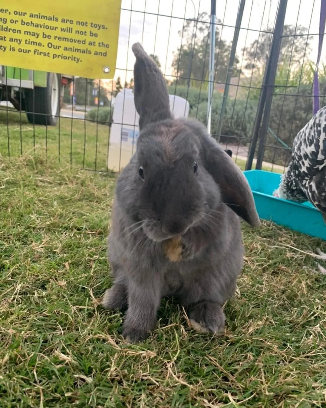 Services — ABC Animal Farm