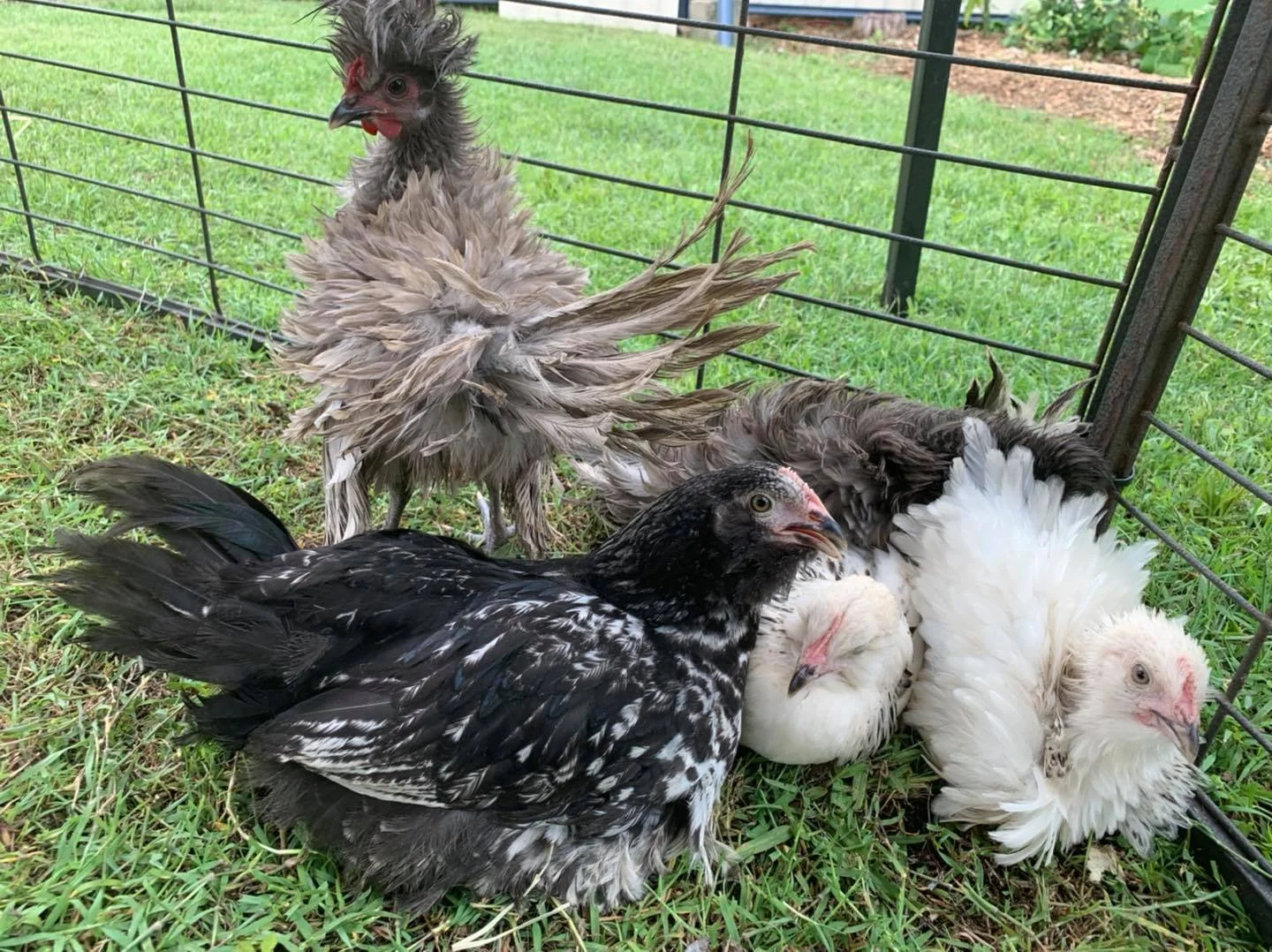 Services — ABC Animal Farm