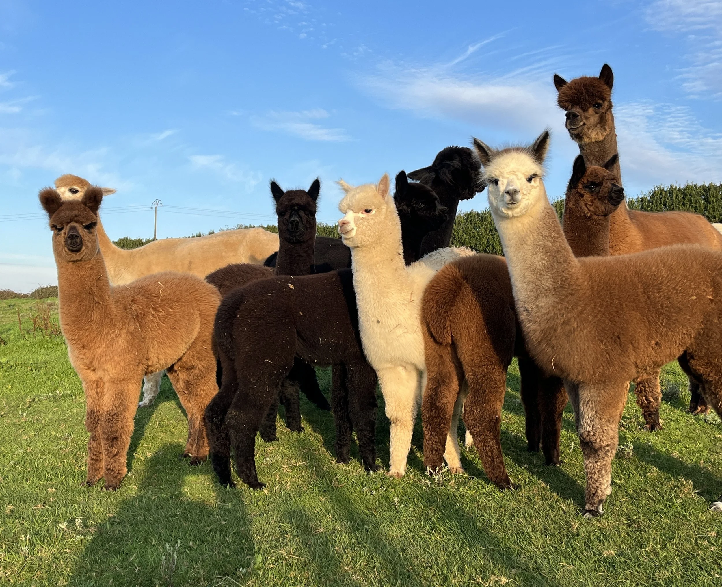 Présentation de l'alpaga — Alpagas du Rompay