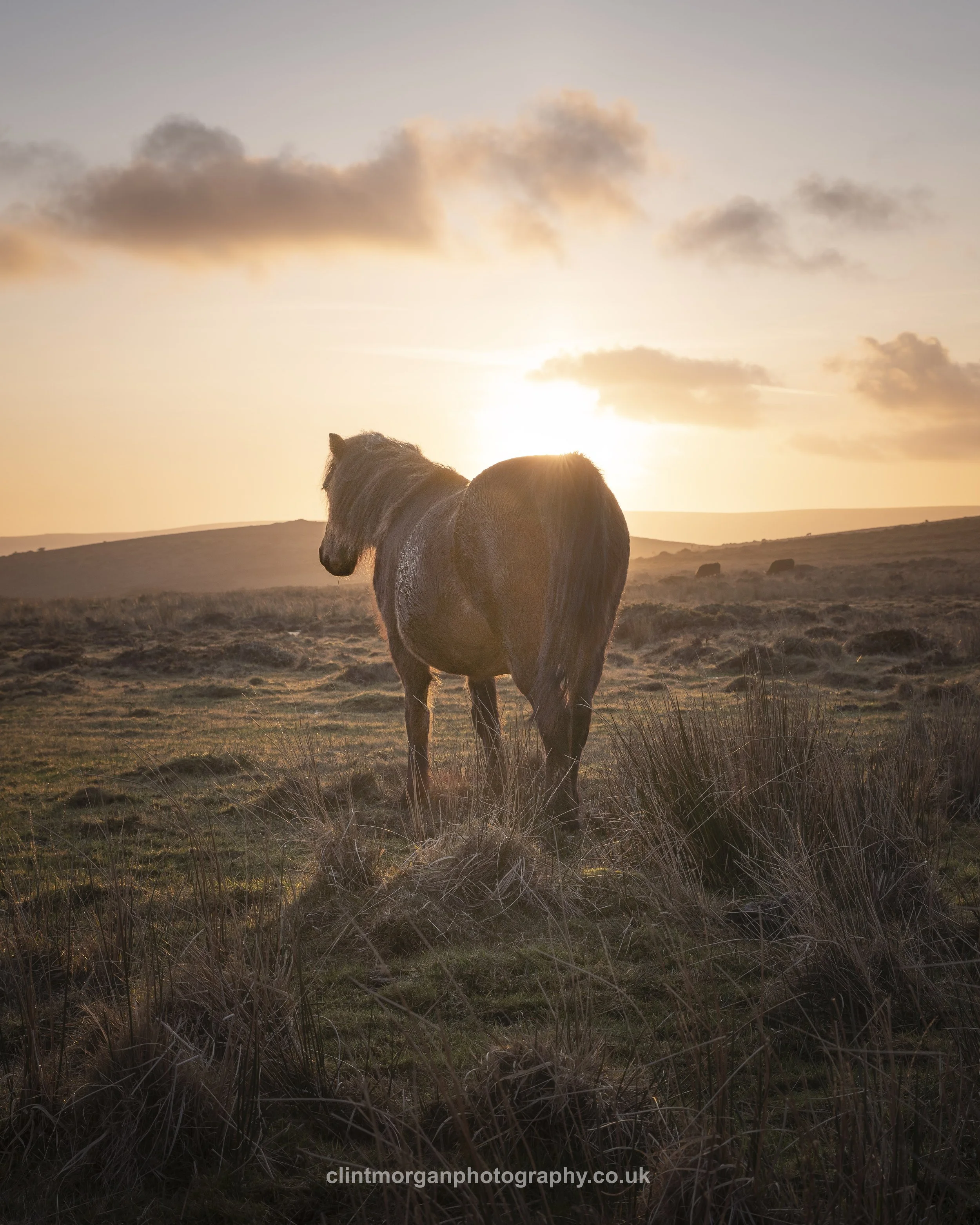 Clint Morgan Photography