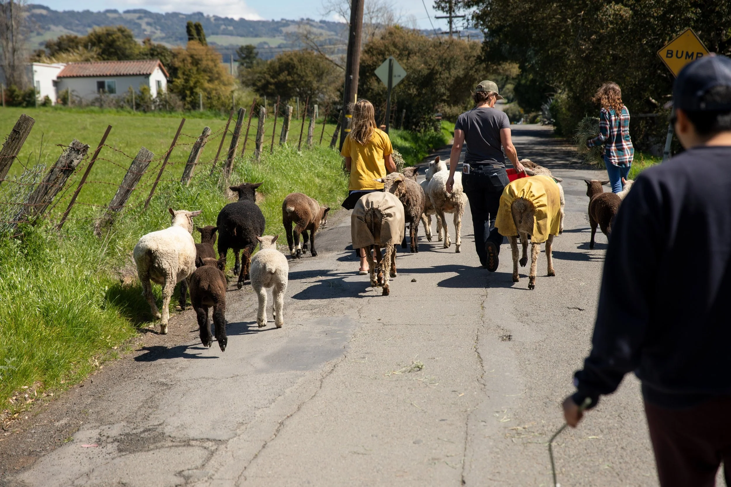 Community Grazing Cooperatives | Join for Land Renewal — Wild Oat Hollow