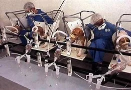 Vet Dreams to Cyborg Dogs: College Lab Adventures Unveiled — War and Pets
