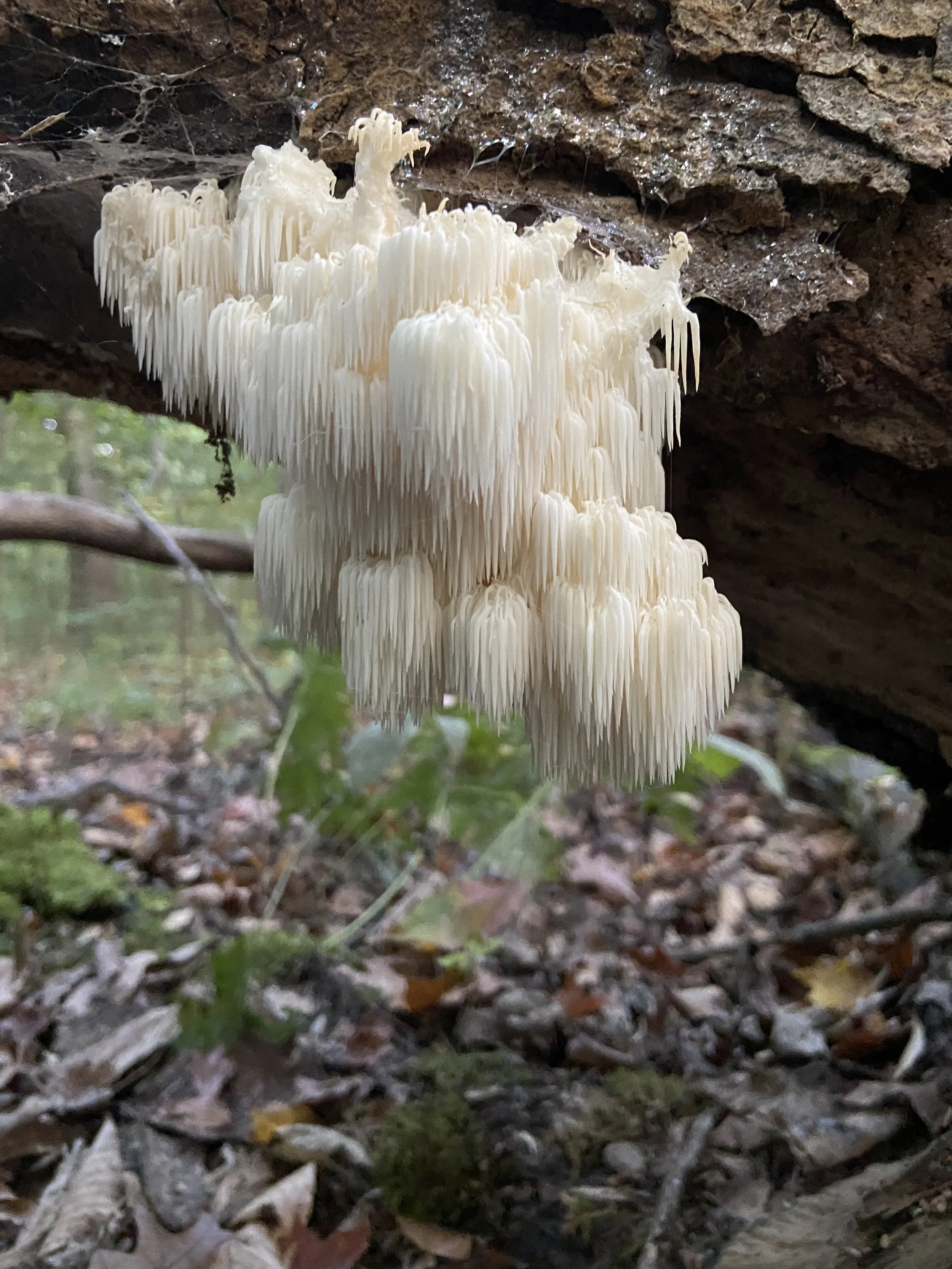 Featuring fresh and foraged gourmet mushrooms | Myzel Risin'
