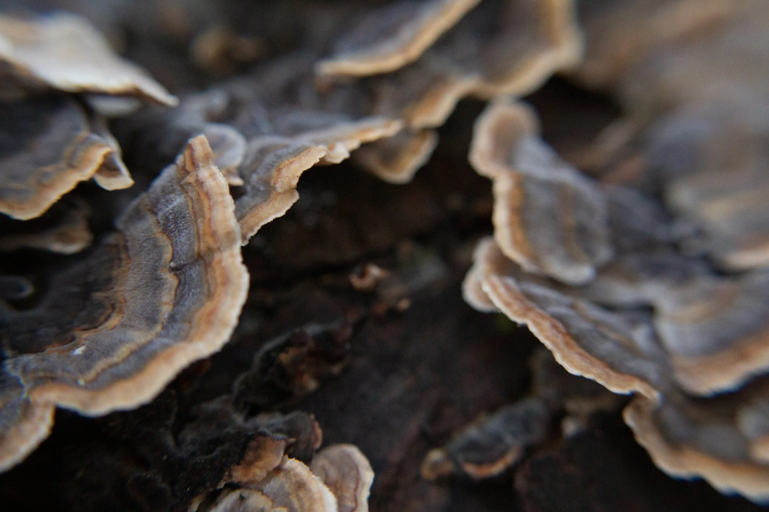 Featuring functional and fresh gourmet mushrooms | Myzel Risin'