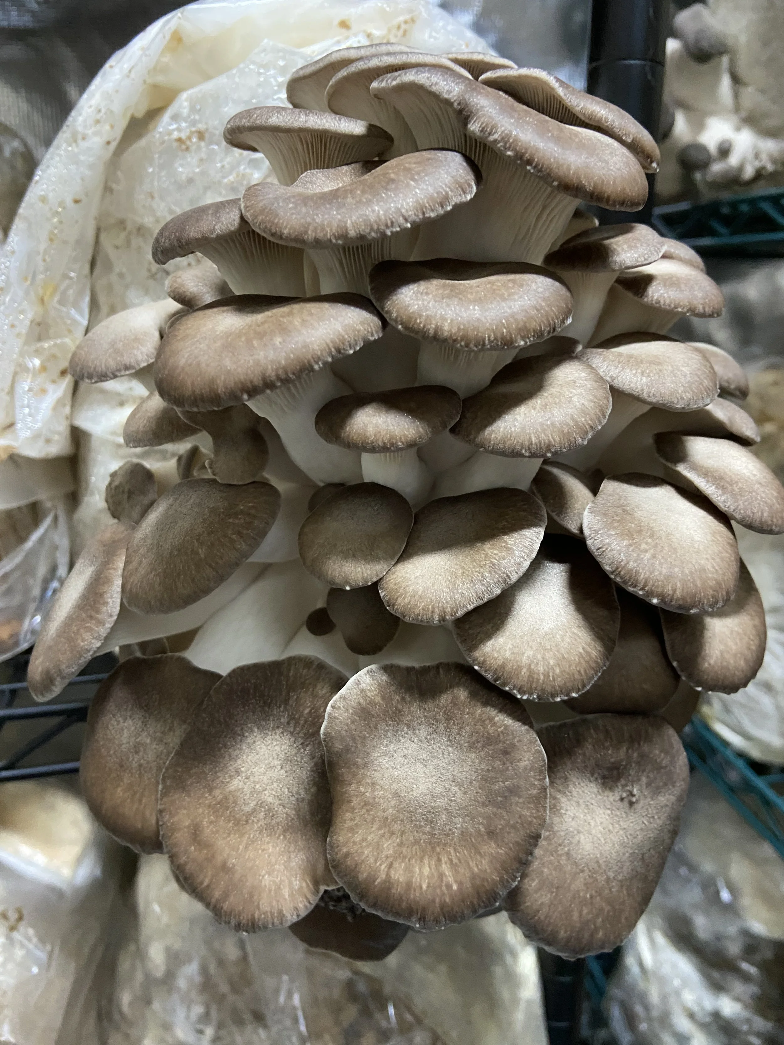 Featuring fresh and foraged gourmet mushrooms | Myzel Risin'