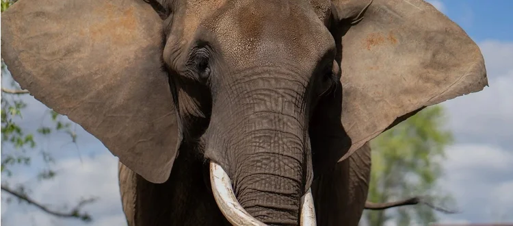 Myakka Elephant Ranch — Bokors Corner