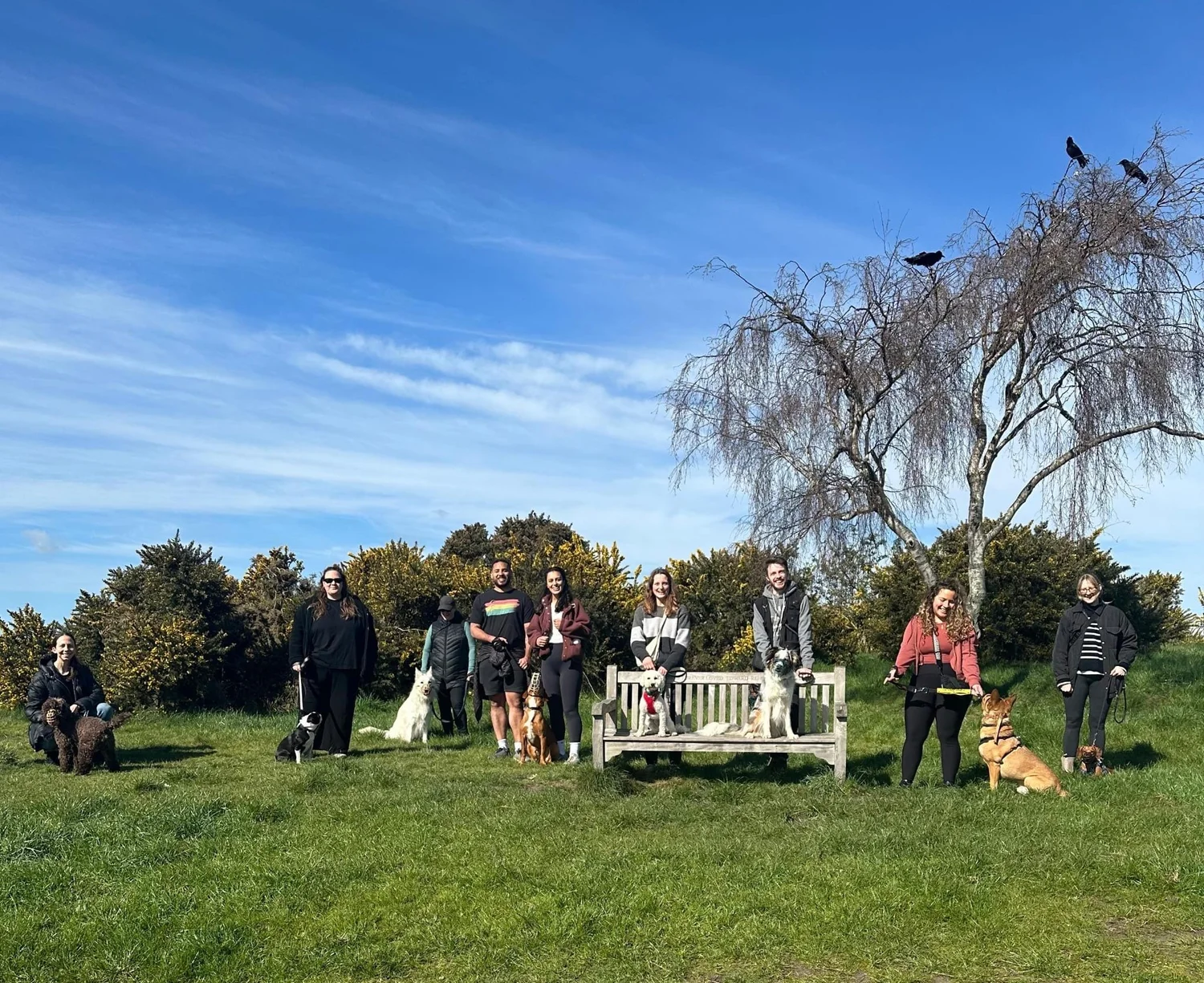 Honest Hounds — Neutral and Social Dog Walks UK | Safe, Structured ...