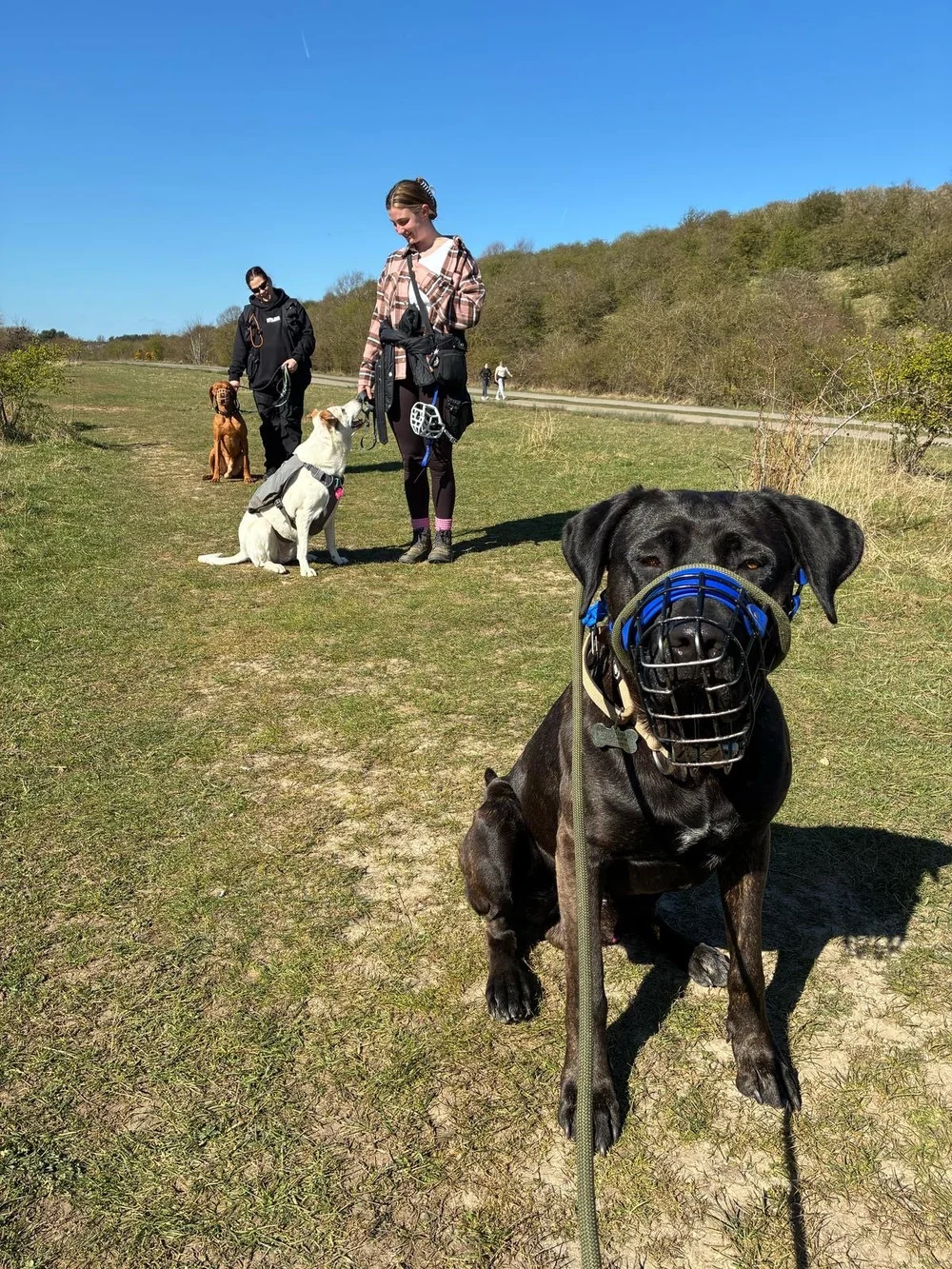 Honest Hounds — Neutral and Social Dog Walks UK | Safe, Structured ...
