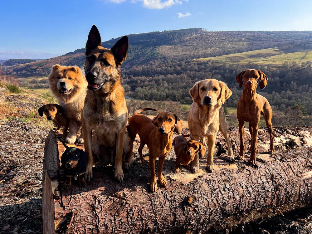 Honest Hounds — Neutral and Social Dog Walks UK | Safe, Structured ...