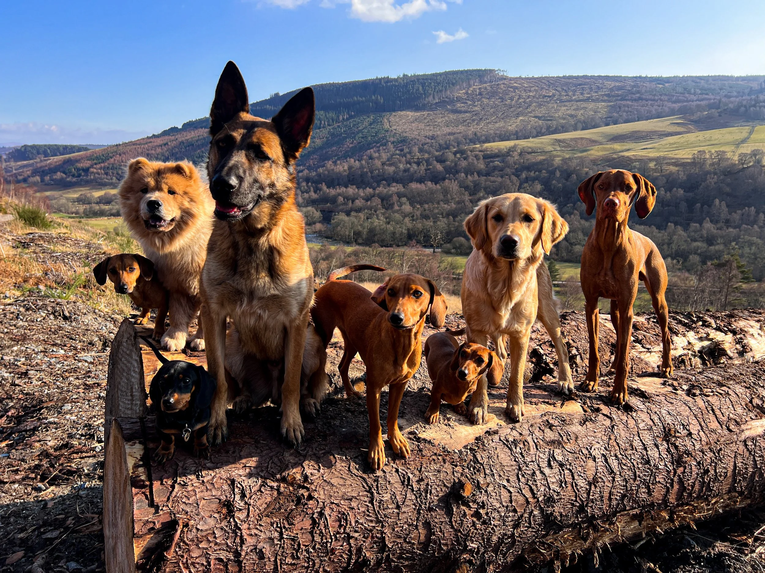 Honest Hounds — Neutral and Social Dog Walks UK | Safe, Structured ...