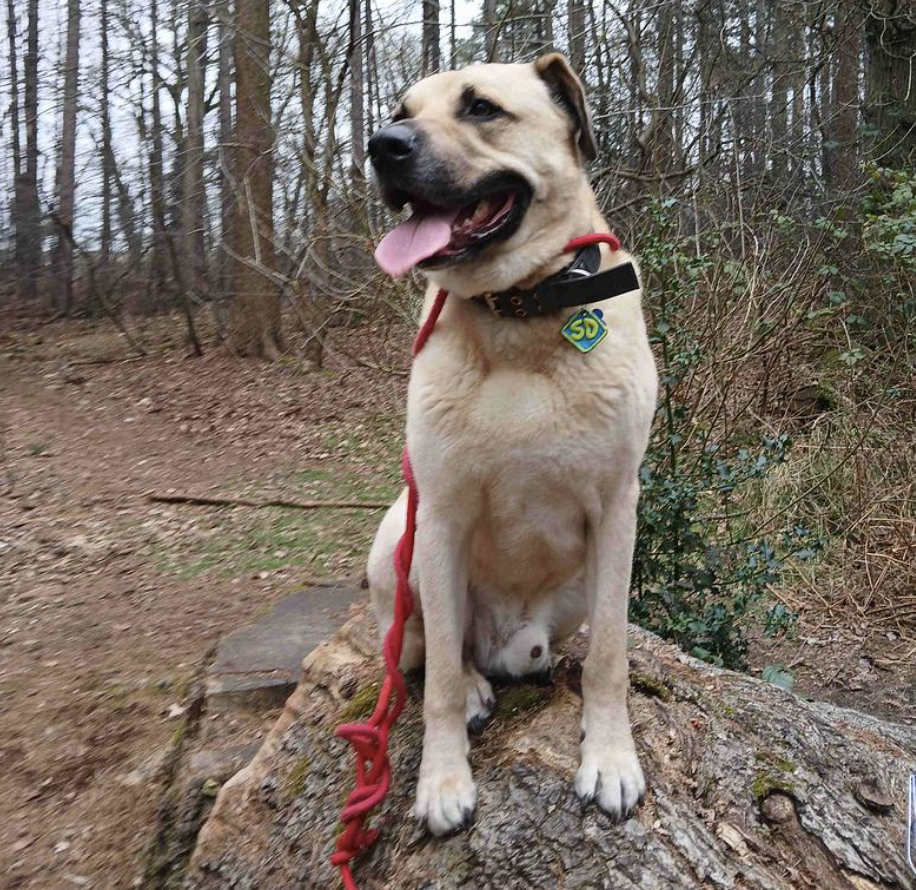 Honest Hounds — Neutral and Social Dog Walks UK | Safe, Structured ...