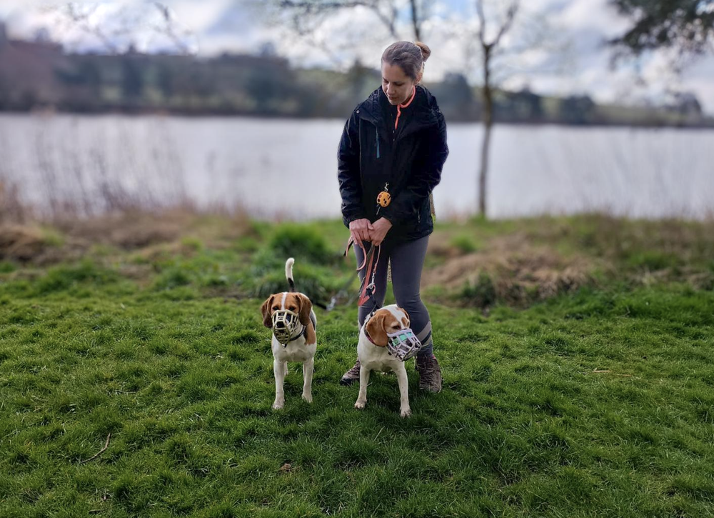 Honest Hounds — Neutral and Social Dog Walks UK | Safe, Structured ...