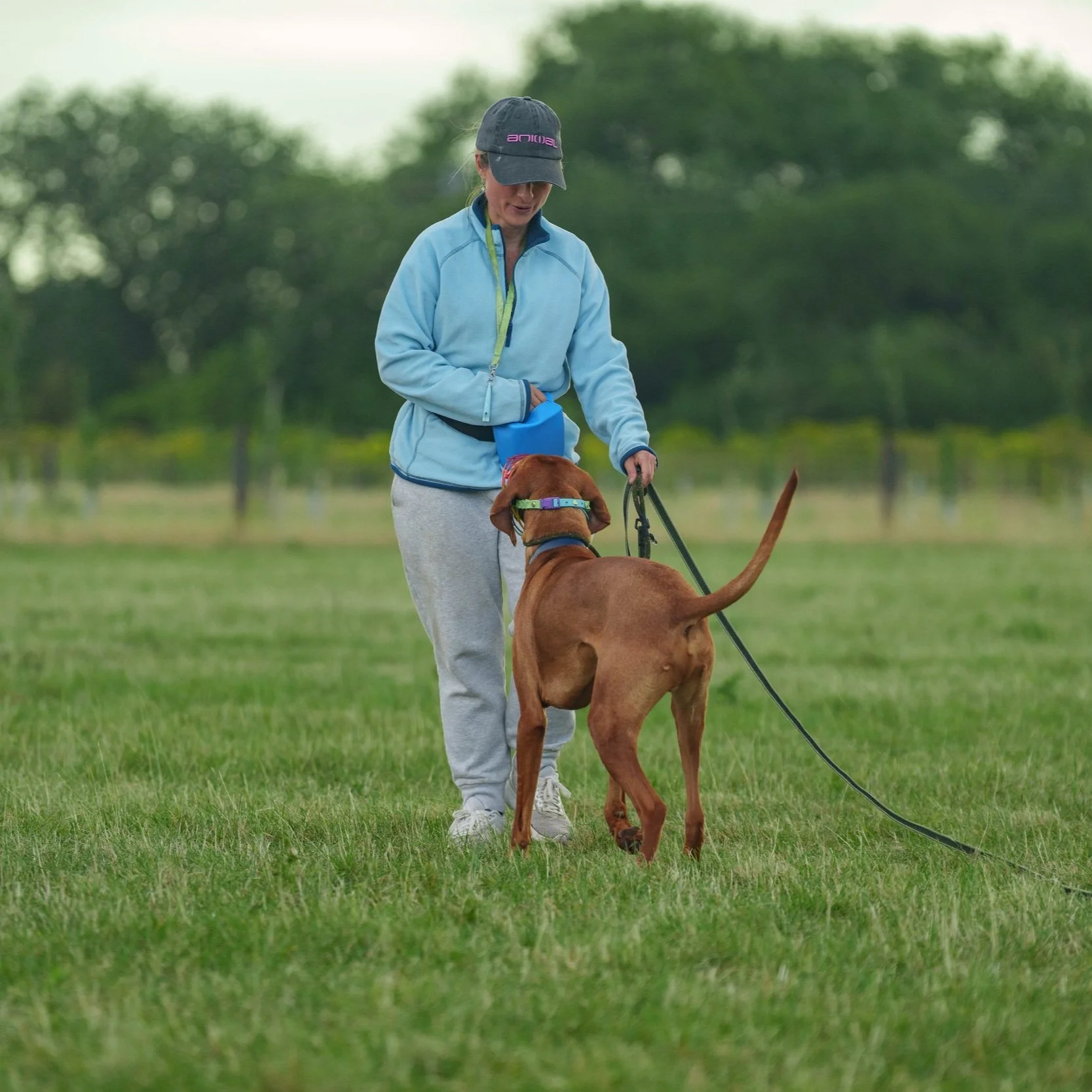 Honest Hounds — Neutral and Social Dog Walks UK | Safe, Structured ...