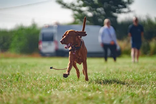 Honest Hounds — Neutral and Social Dog Walks UK | Safe, Structured ...