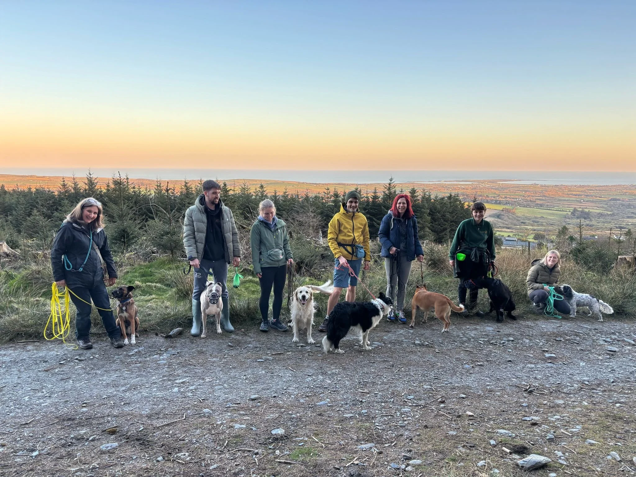 Honest Hounds — Neutral and Social Dog Walks UK | Safe, Structured ...