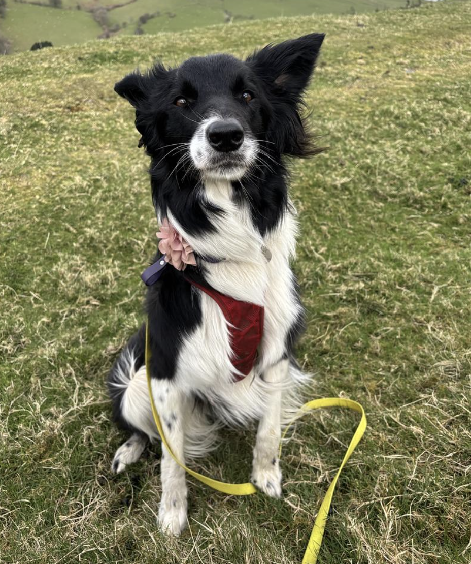Honest Hounds — Neutral and Social Dog Walks UK | Safe, Structured ...