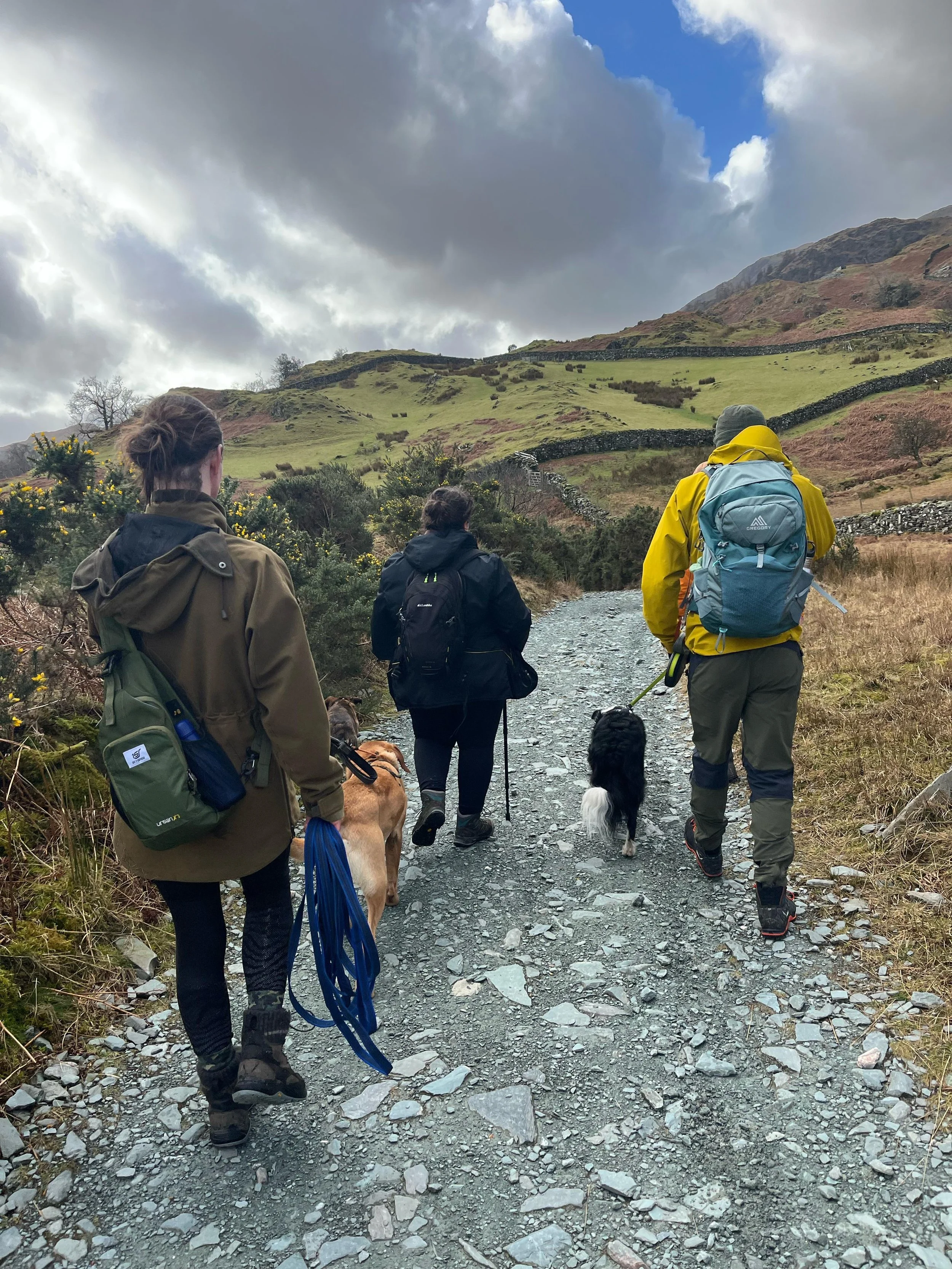 Honest Hounds — Neutral and Social Dog Walks UK | Safe, Structured ...