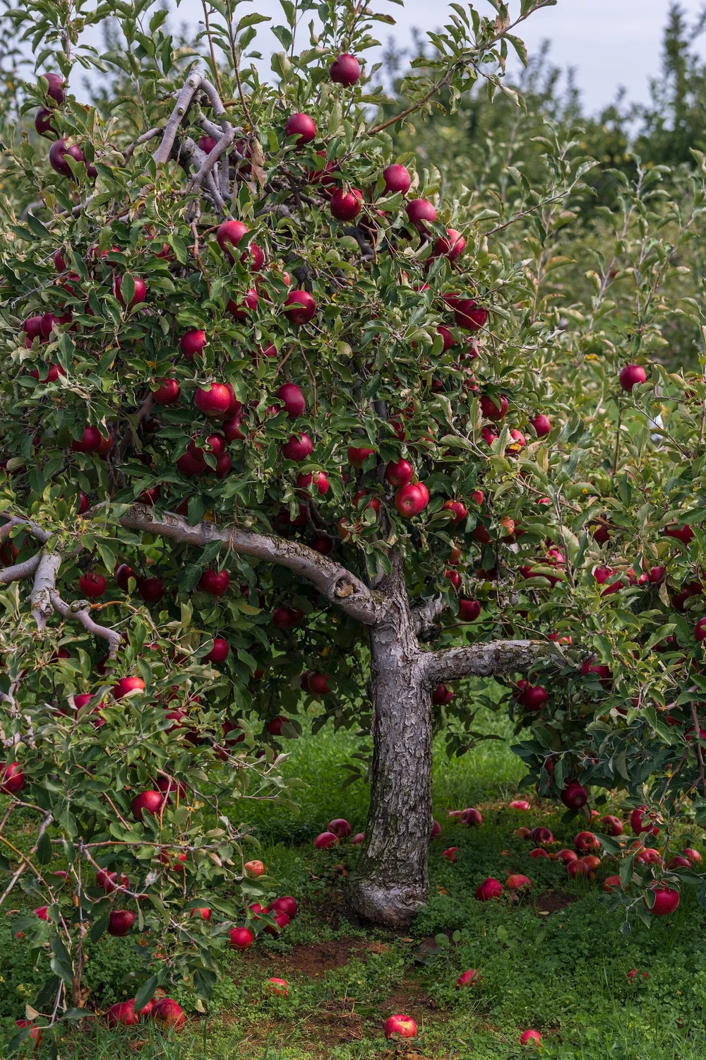 General Fruit Trees — Malasnursery