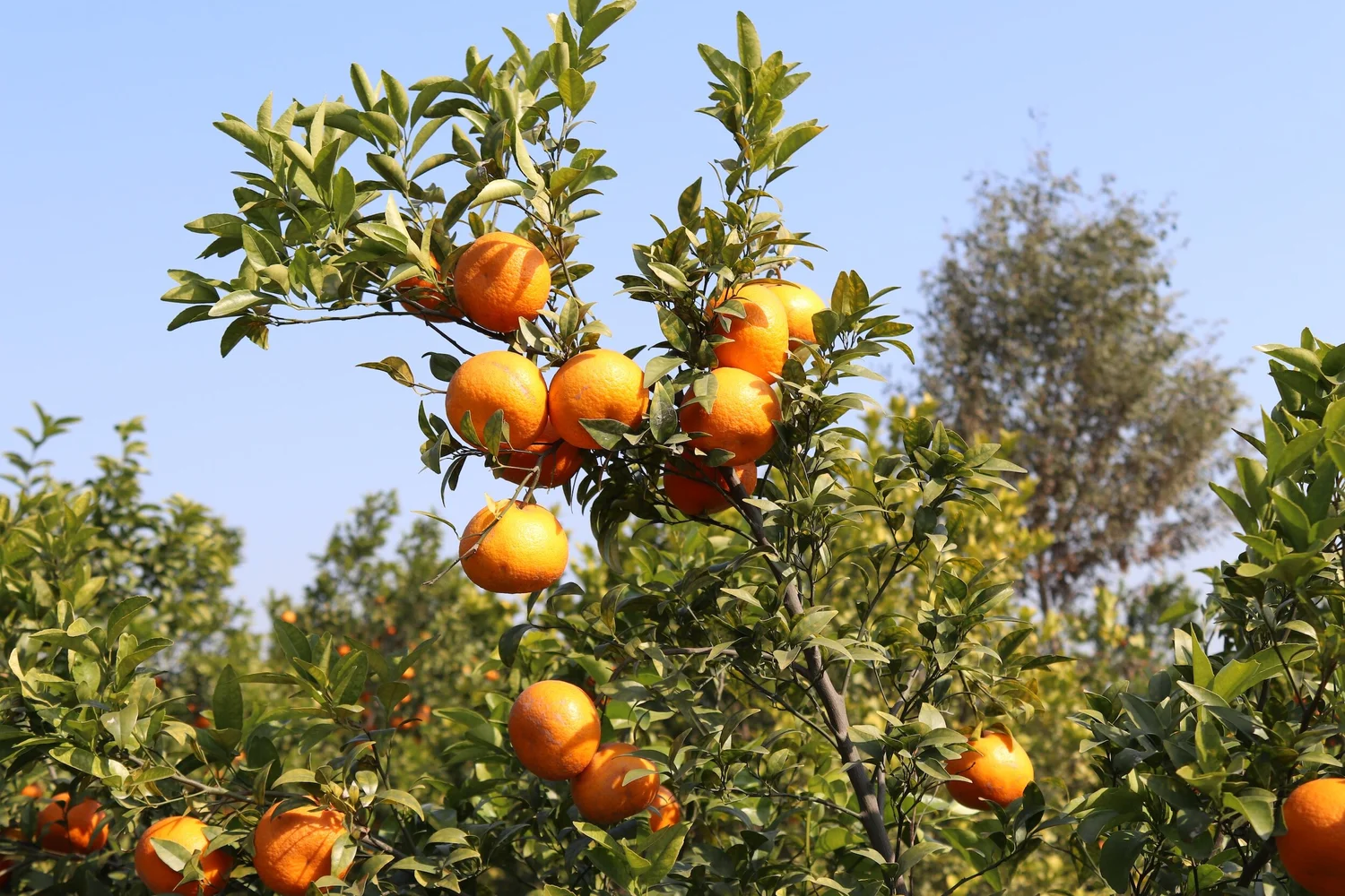 Citrus Fruit Trees — Malasnursery