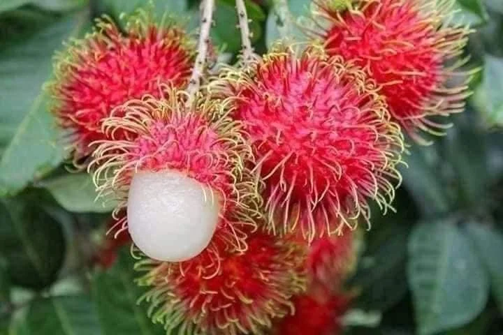 Exotic Fruit Trees — Malasnursery