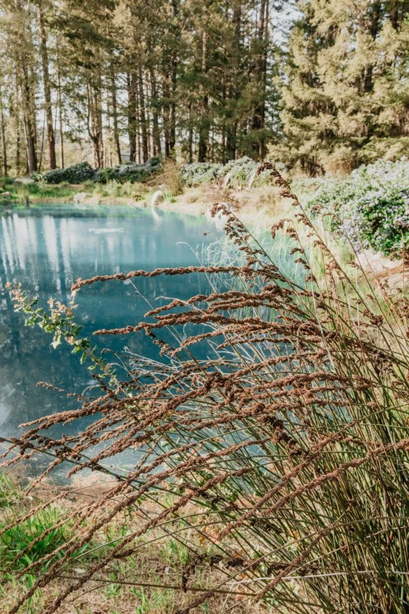 Sonoma Forest Sanctuary