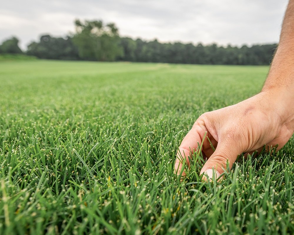 Turf & Sod Supplier for VA, MD, PA, WV | Green Horizons Turf