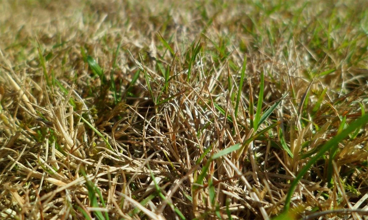 Sod & Grass Seed Watering Guide | Green Horizons Turf Farm