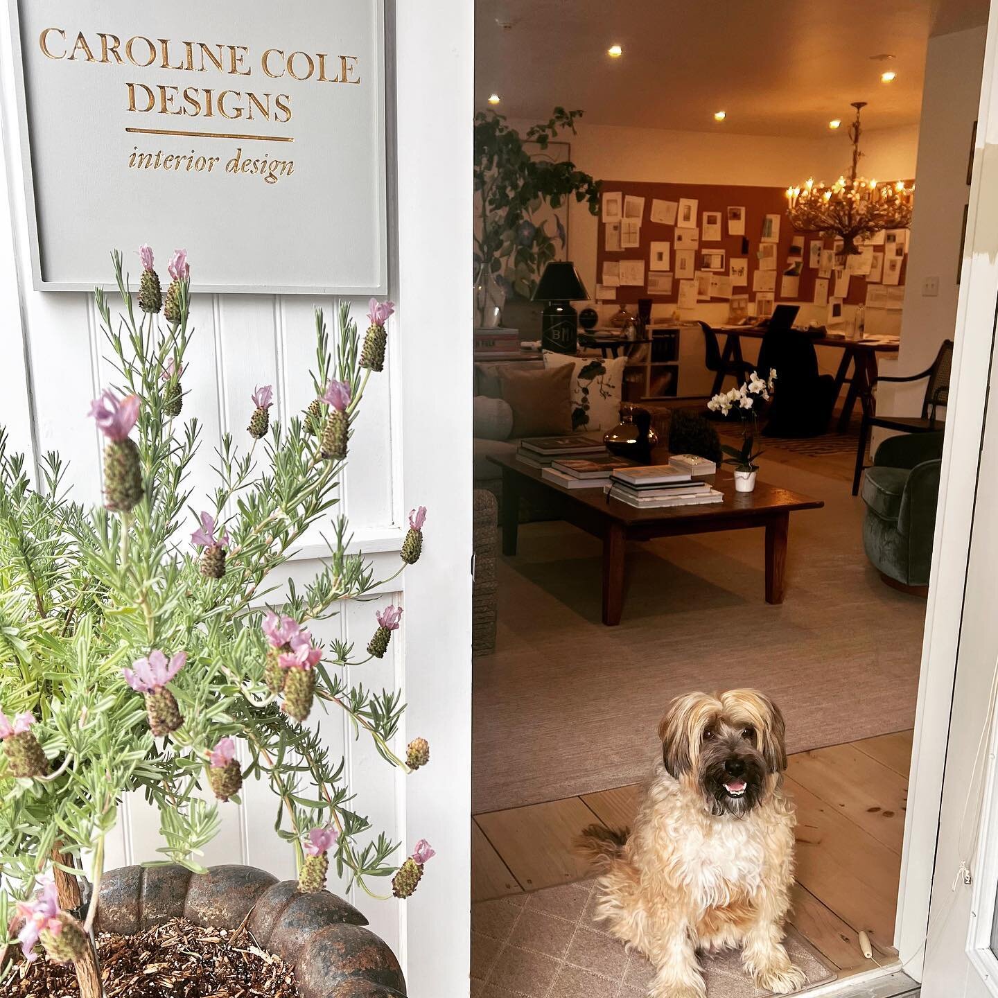 CAROLINE COLE DESIGNS