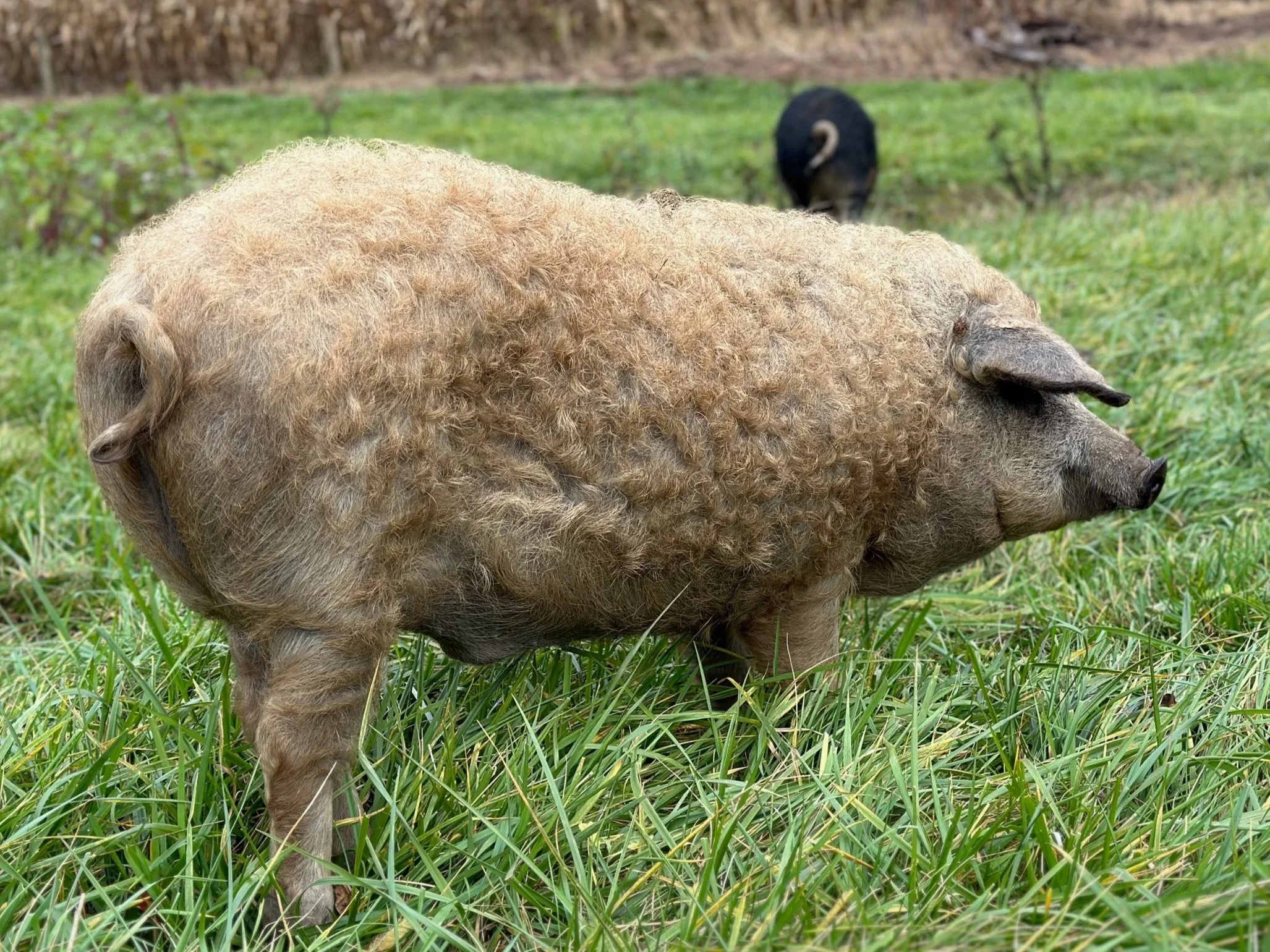 Mangalitsa pigs for sale in Ohio — Long Lane Farm