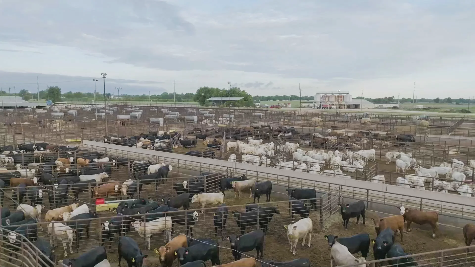 Market Reports | Western Livestock Auctions