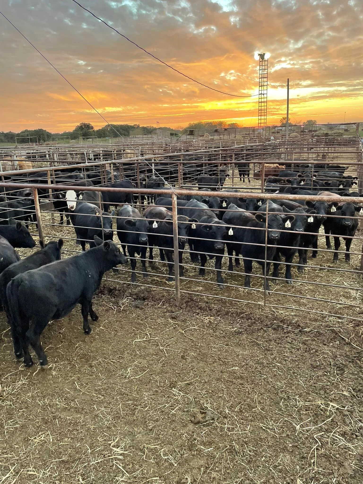 Market Reports | Western Livestock Auctions