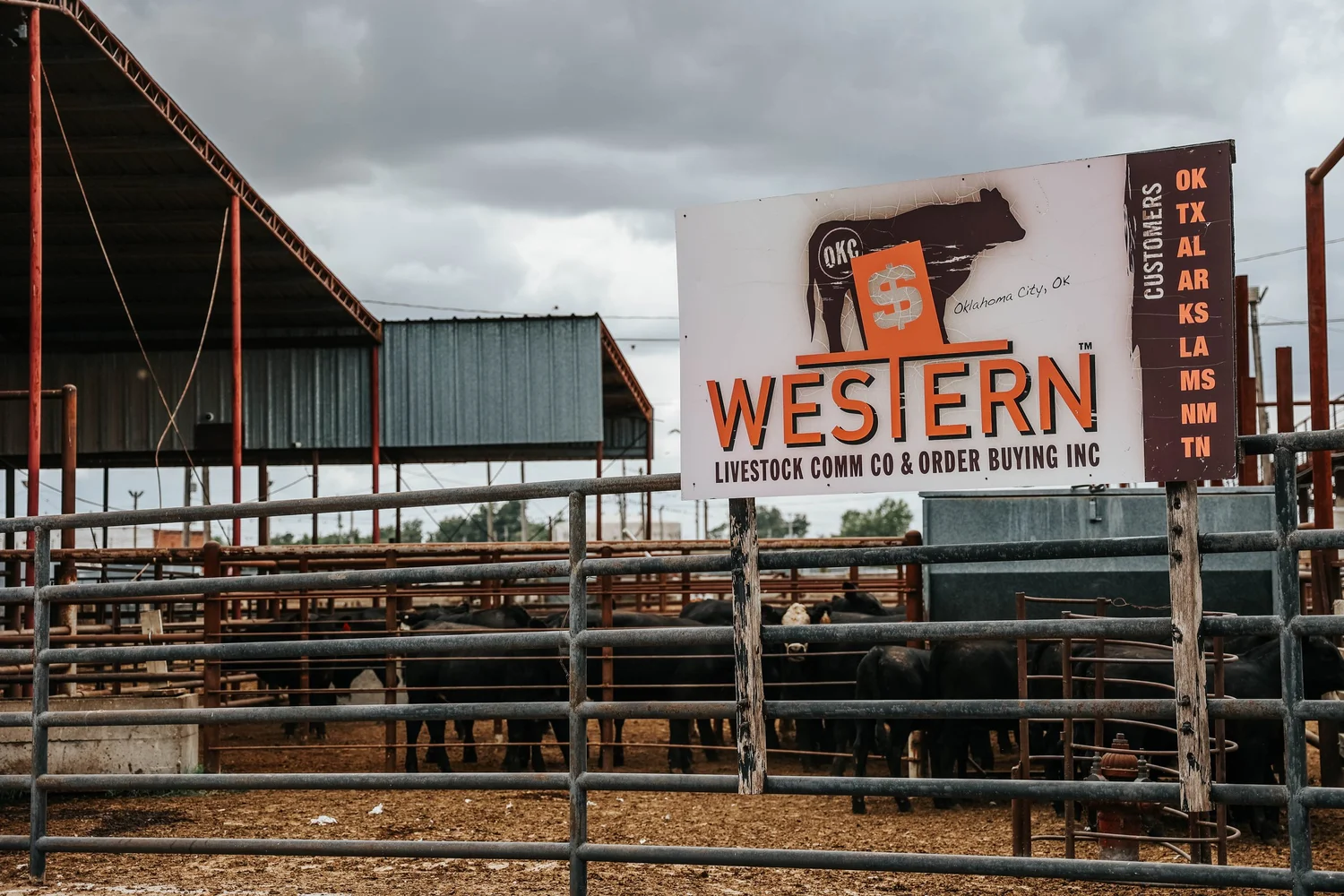 Western Livestock Auctions – Your Trusted Partner for Cattle Marketing ...