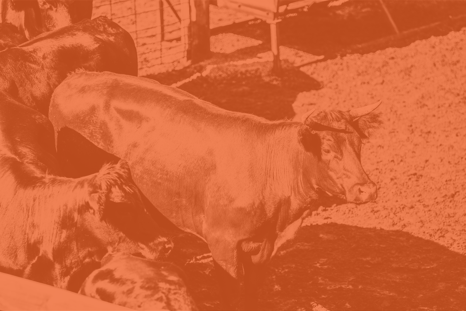 Western Livestock Auctions – Your Trusted Partner for Cattle Marketing ...