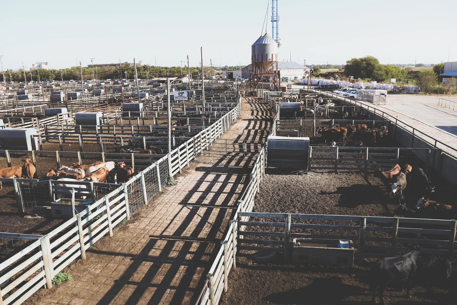 Buying and Selling Cattle | Western Livestock Auctions