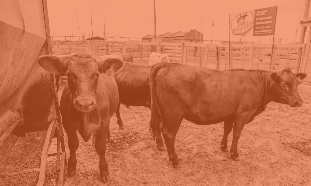Comanche Livestock Auction | Western Livestock Auctions