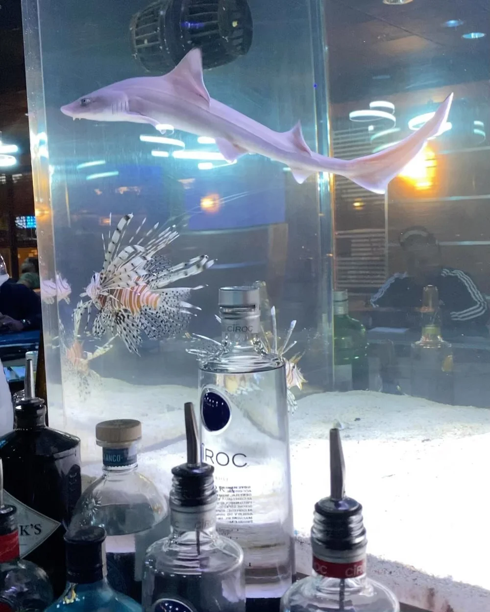 Gallery — Shark Bar & Seafood House