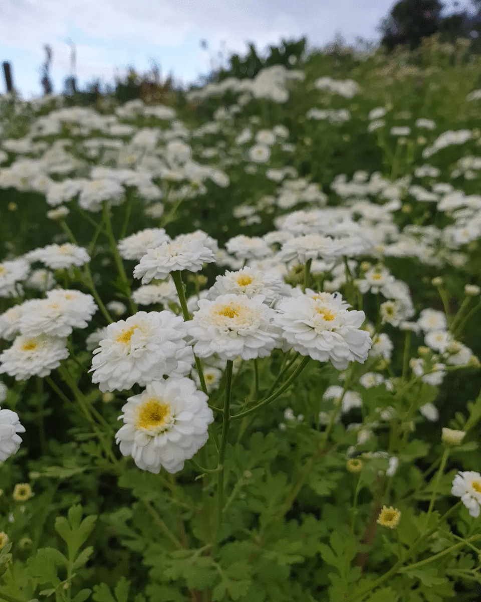 Gallery — Wild and Green