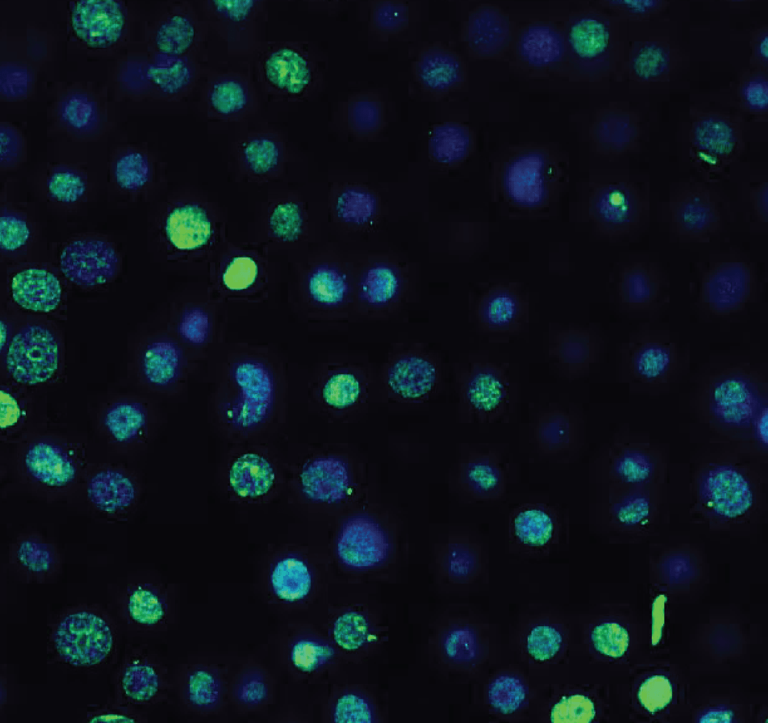 Research — Hattie Chung Lab