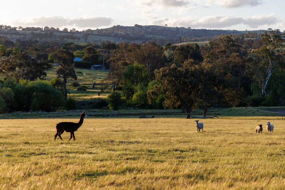 The Farm | Discover, Relax, Book Today — Rest | at BoxGrove