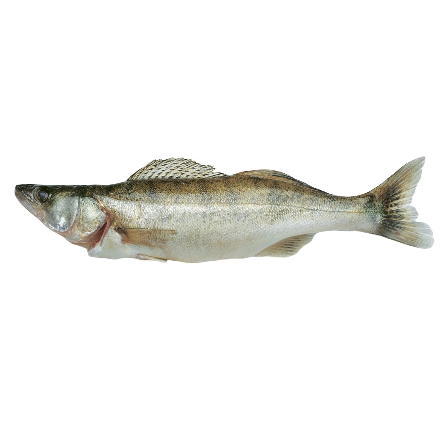 Kuha kokonainen pyöreä n. 750 g — PNM-Chipsters