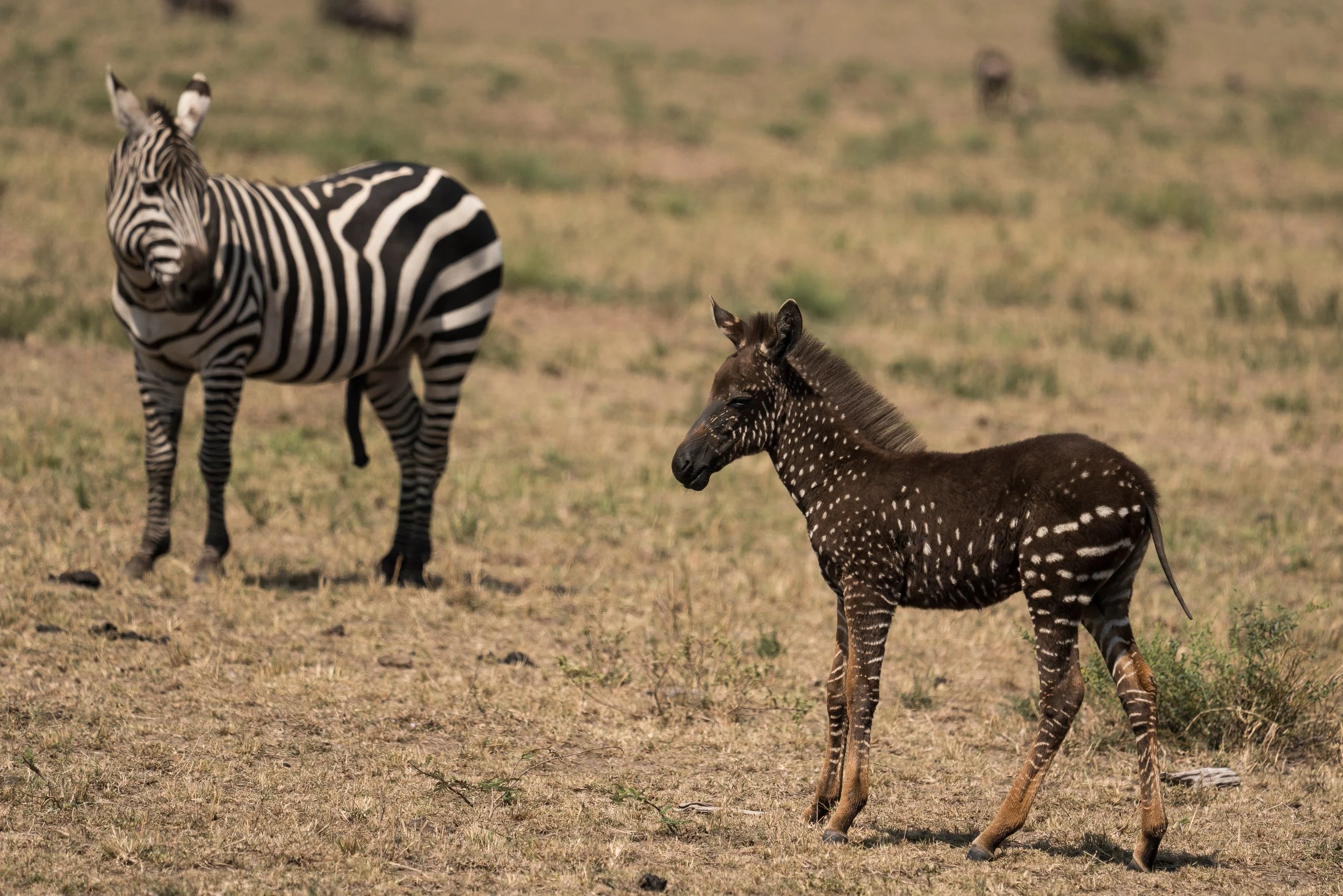 About — AtypicalZebra.com