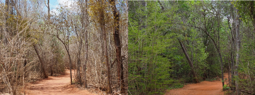 Climate & Landscapes — AID Forests