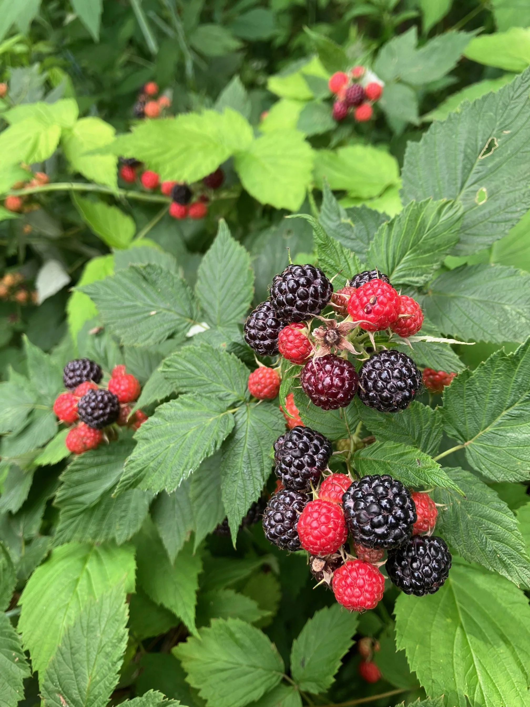 Greyrock Farm | Raw Honey | Fresh Produce & Flowers | Holiday Turkey ...