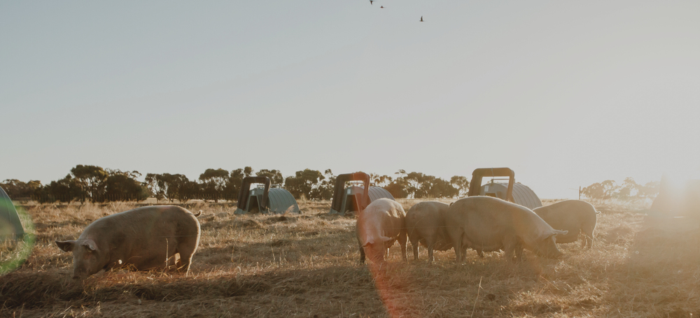 Certified free-range pork | Albany Farm Fresh Foods — Free range pork ...